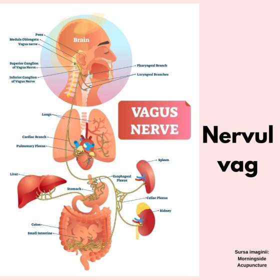 Nervul vag: Conexiunea ta secretă cu sănătatea și echilibrul emoțional ...